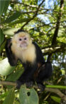 Monkeys of Costa Rica - Costa Rican Nature | Authentic Costa Rica Tours ...